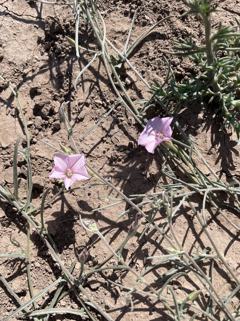 Texas bindweed from Cochise County, AZ, USA on May 14, 2024 at 08:16 AM ...
