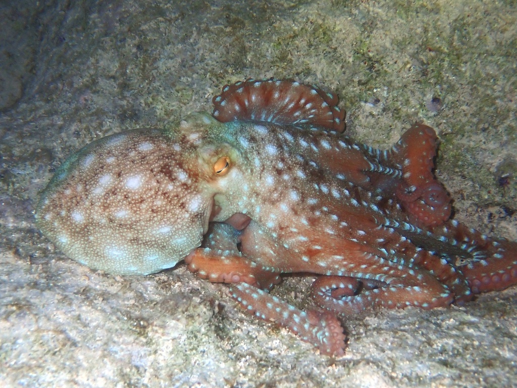 Atlantic White-spotted Octopus from Devonshire Bay, Bermuda, BM on May ...