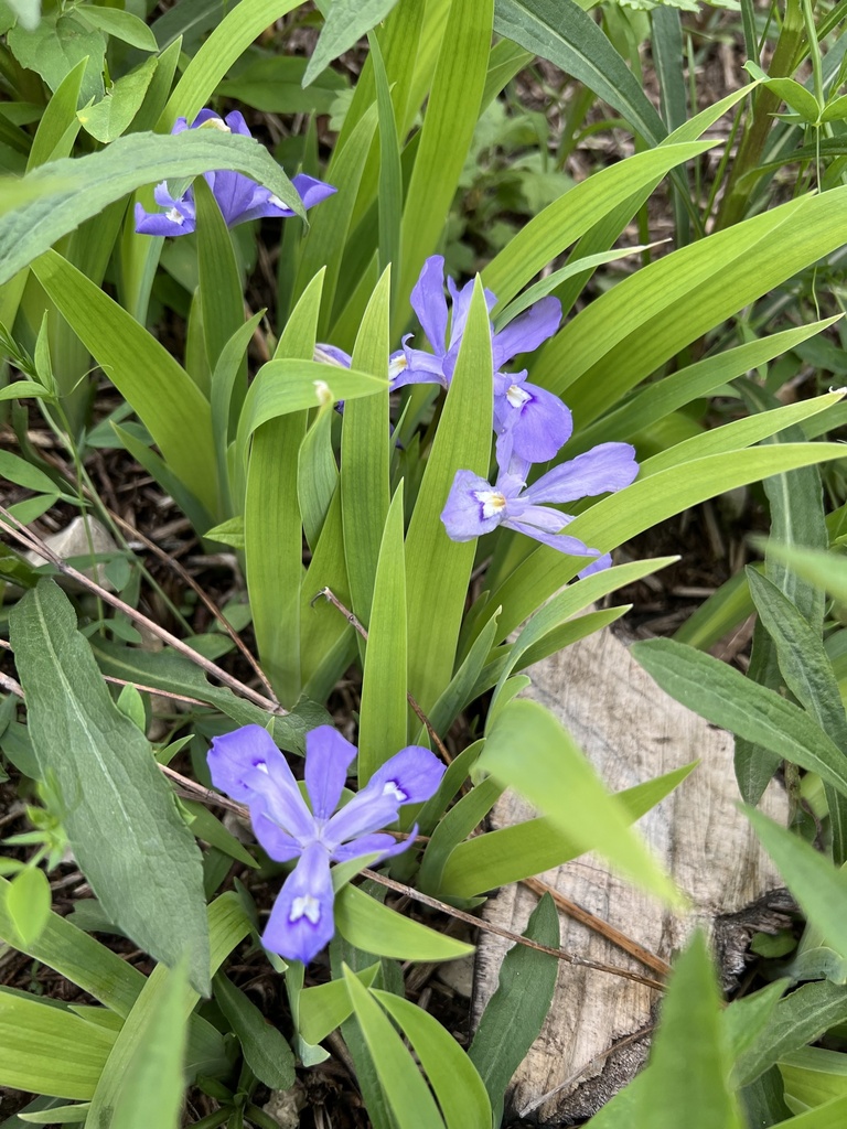 dwarf crested iris in May 2024 by Jeremy Rappaport · iNaturalist