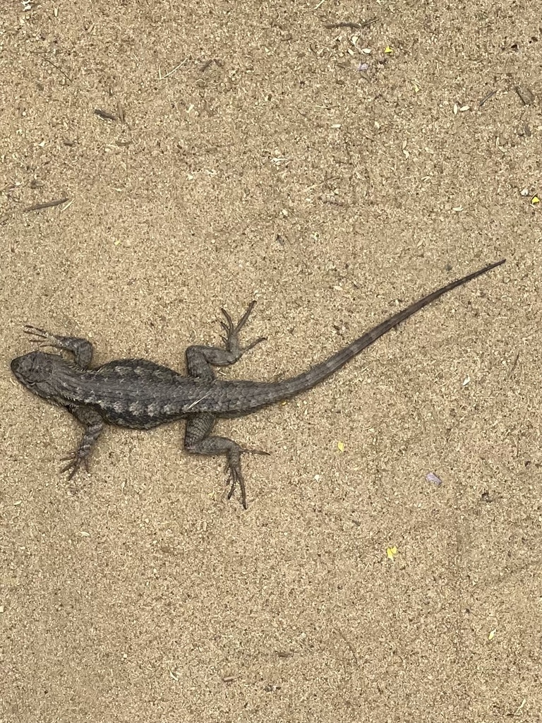 Western Fence Lizard from San Elijo Lagoon Ecological Reserve ...