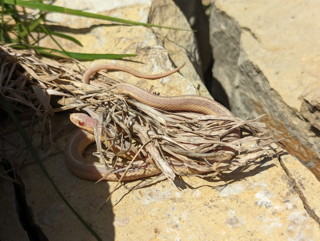 Common Garter Snake from Minneapolis, MN 55417, USA on May 3, 2024 at ...