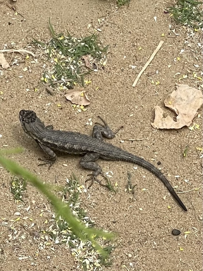 Western Fence Lizard from San Elijo Lagoon Ecological Reserve ...