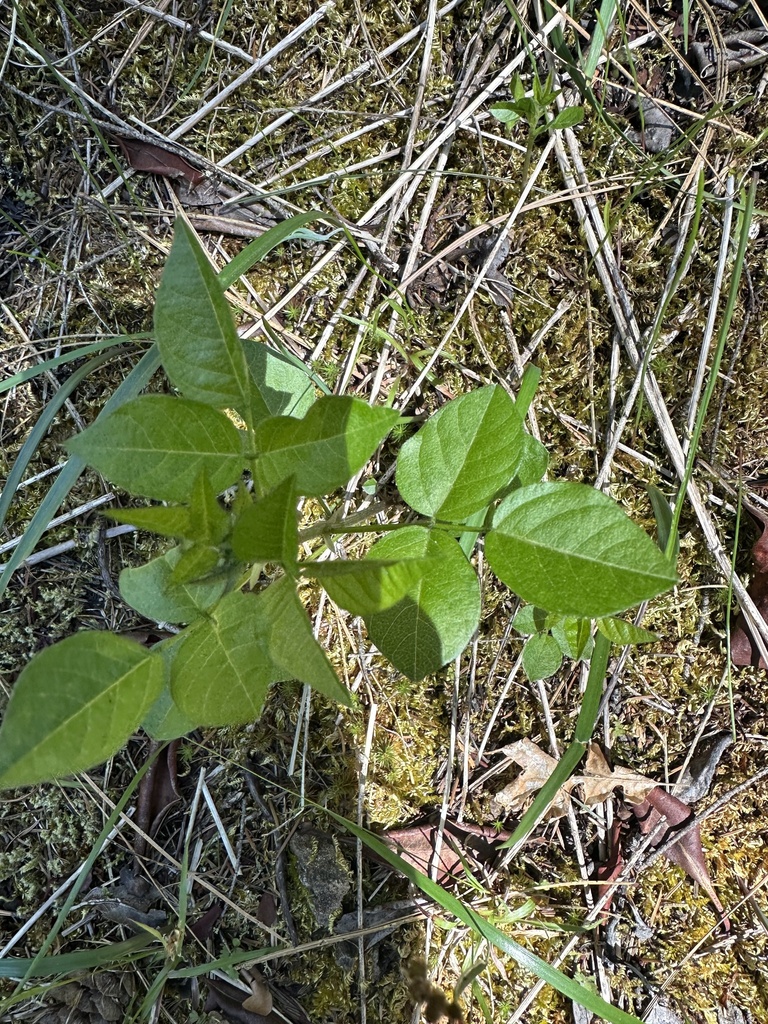 forest scurfpea from Willamette National Forest, Oakridge, OR, US on ...