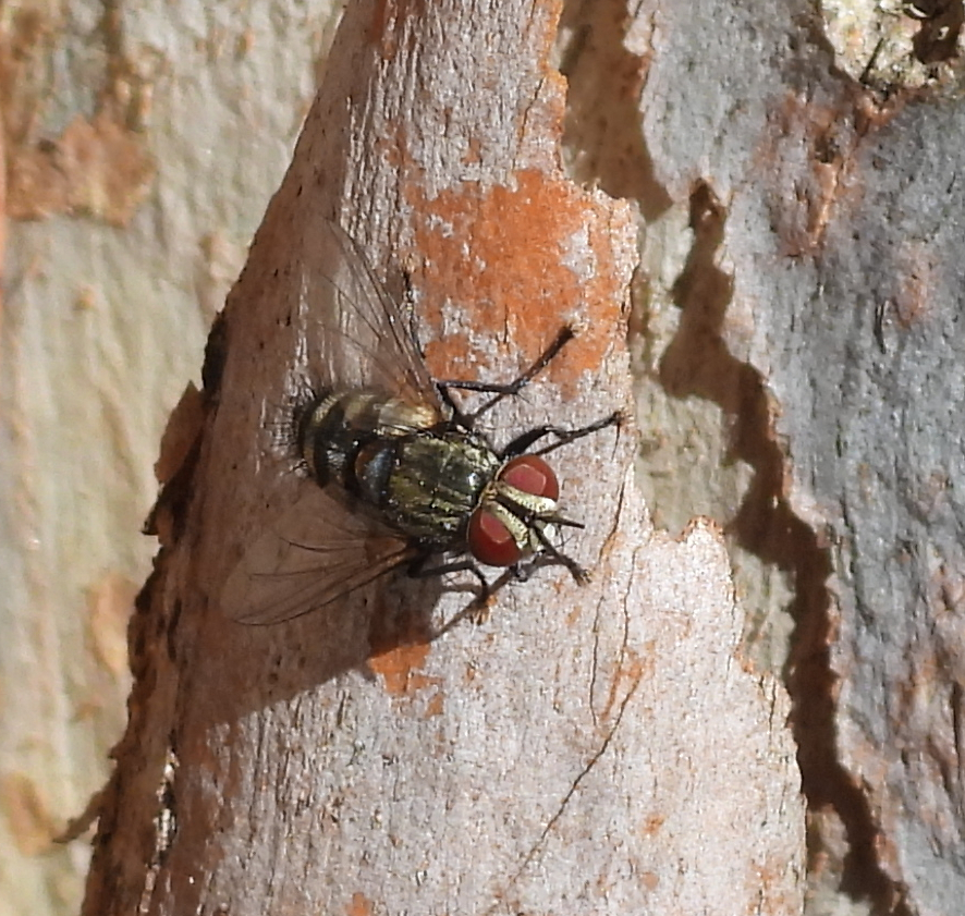Exorista from 7th Brigade Park, Chermside QLD 4032, Australia on May 15 ...