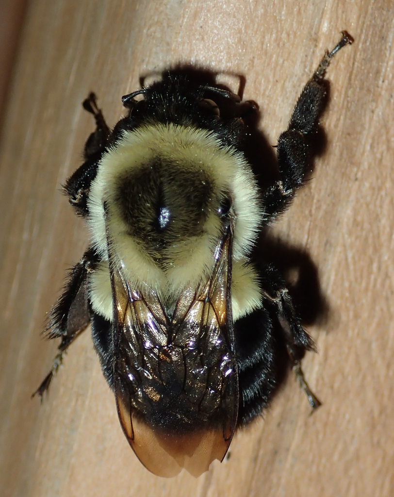 Common Eastern Bumble Bee from Knox, Albany County, NY, USA on June 3 ...