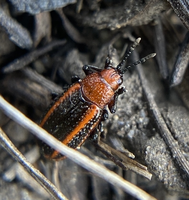 Goldenrod Leaf Miner Beetle from Hastings, MN, US on May 14, 2024 at 02 ...