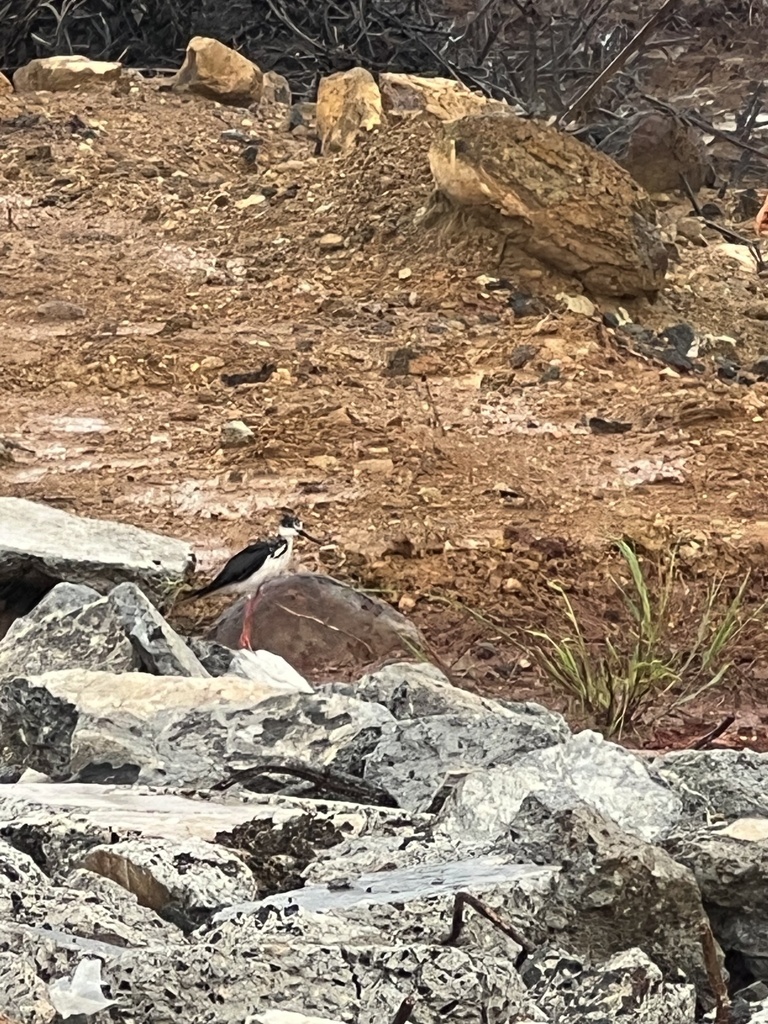 Black-winged Stilt from Babeldaob, Palau, PW on October 8, 2023 at 04: ...