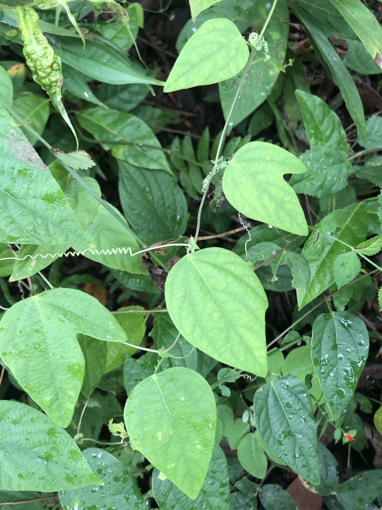 Passiflora dispar from Las Minas, PA-HE, PA on May 14, 2024 at 01:47 PM ...