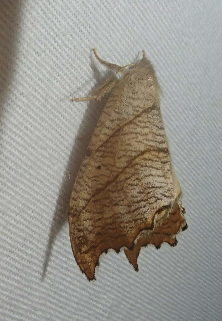 Two-lined Hooktip from Fryeburg, ME 04037, USA on May 14, 2024 at 09:46 ...