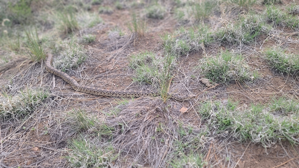 Gopher Snake from Flagstaff, AZ 86004, USA on May 14, 2024 at 04:51 PM ...