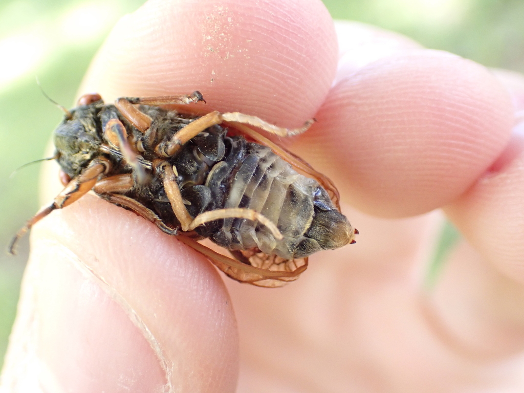 Periodical Cicadas from Washington High School, Washington, MO. on May ...