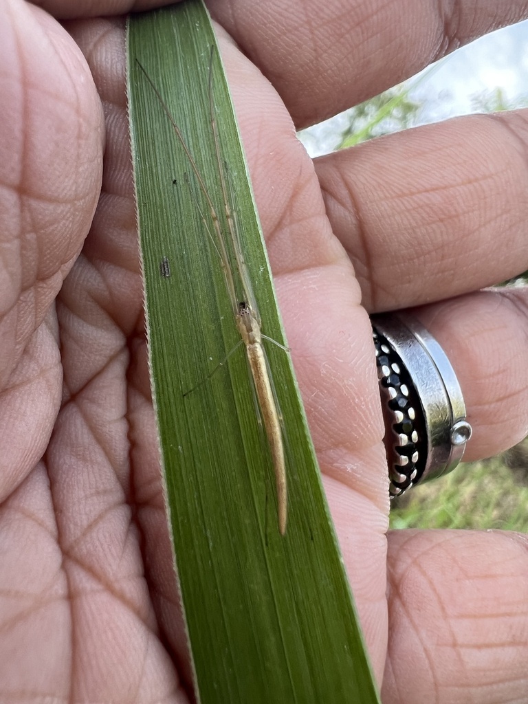 Tetragnatha from Koror, Palau, PW on November 30, 2023 at 05:11 PM by ...
