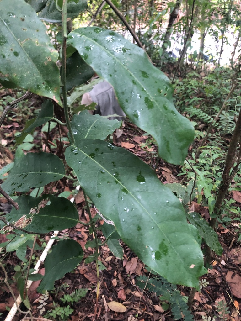 Passiflora pittieri from Las Minas, PA-HE, PA on May 14, 2024 at 01:51 ...