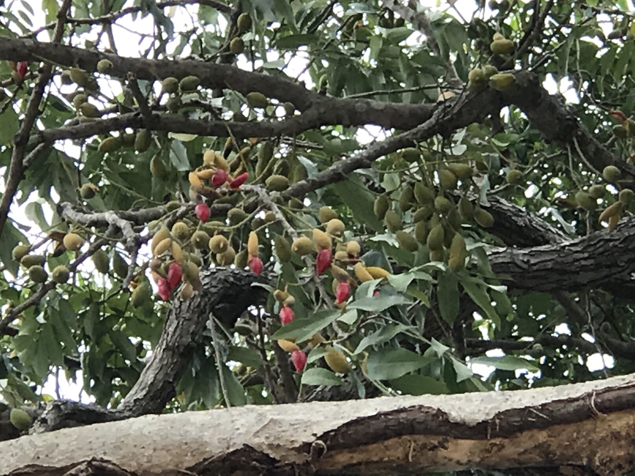 Swartzia cubensis (Britton & P.Wilson) Standl.