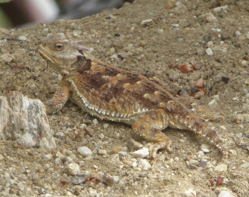 Blainville's Horned Lizard in May 2024 by Don Rideout · iNaturalist