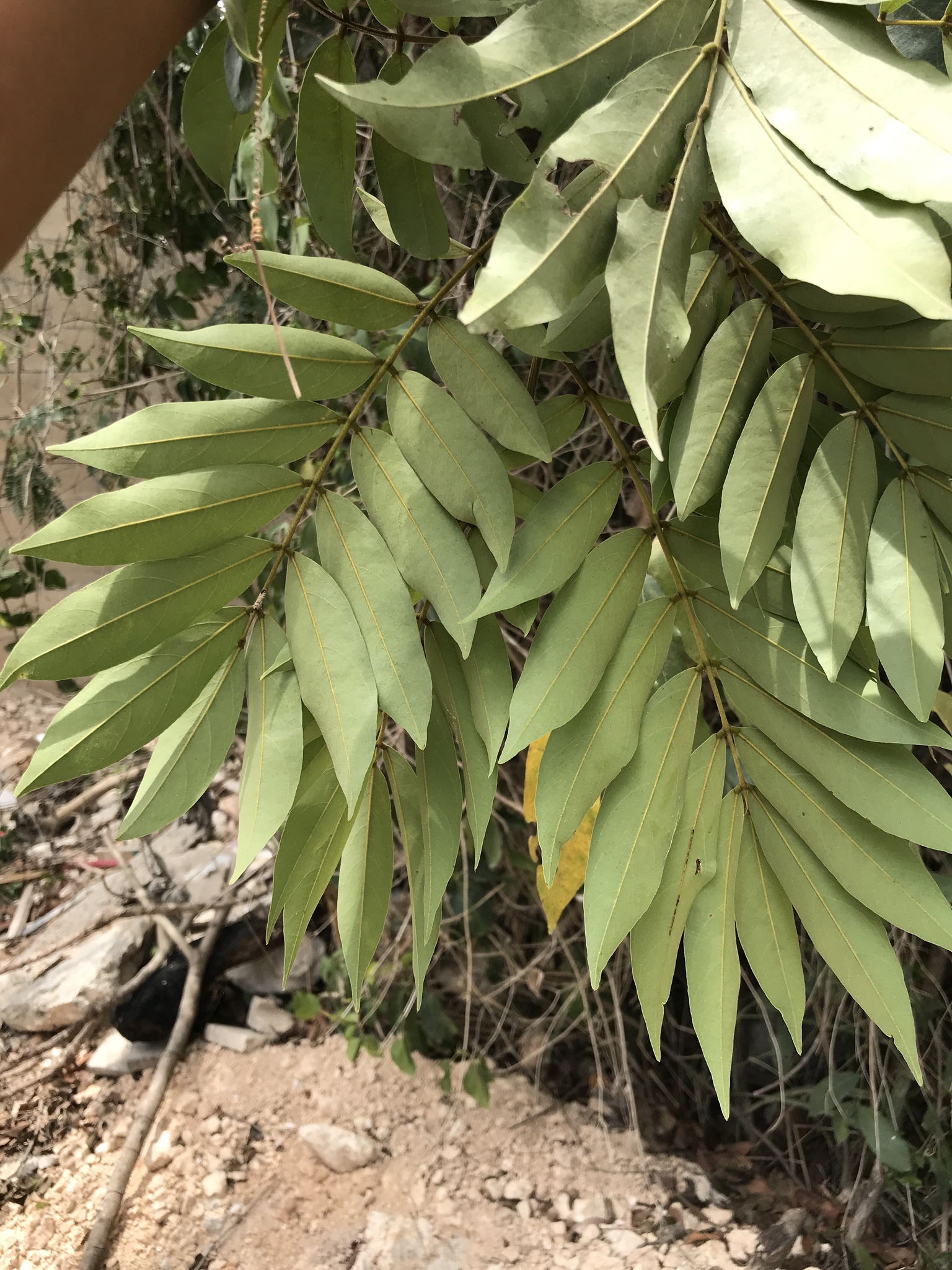 Swartzia cubensis (Britton & P.Wilson) Standl.