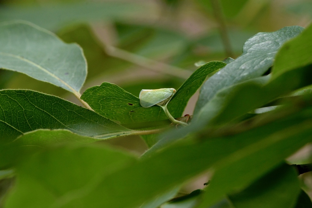 Palm Flatid Planthopper from Green Swamp West Tract, Dade City, FL, US ...