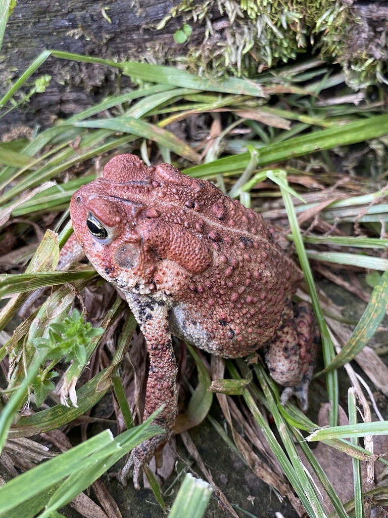 American Toad in May 2024 by Jim Oehmke · iNaturalist