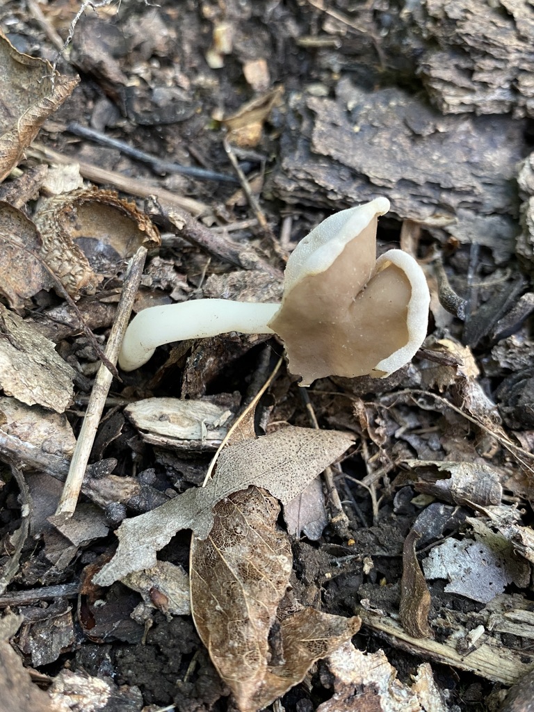 Helvella compressa in May 2024 by Jim Oehmke · iNaturalist