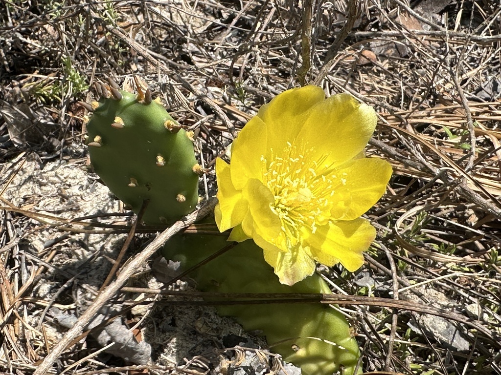 Prickly Pears from Walton County, FL, USA on May 7, 2024 at 11:14 AM by ...
