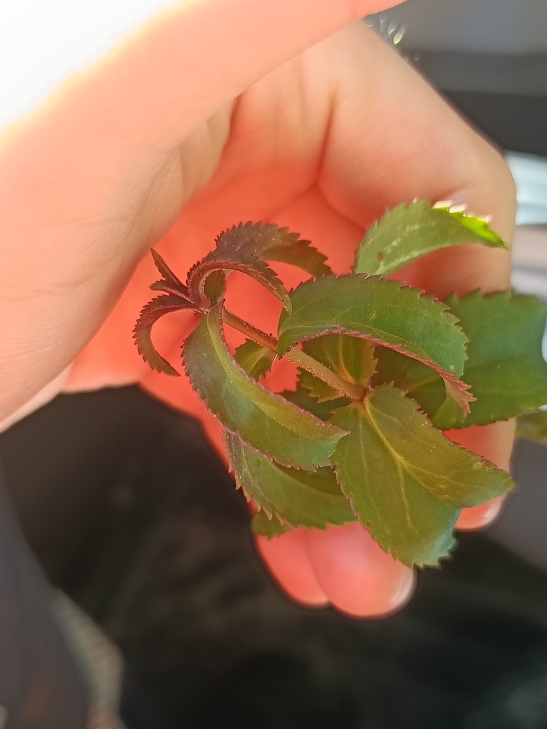 derwent speedwell from Falls Creek VIC 3699, Australia on May 15, 2024 ...