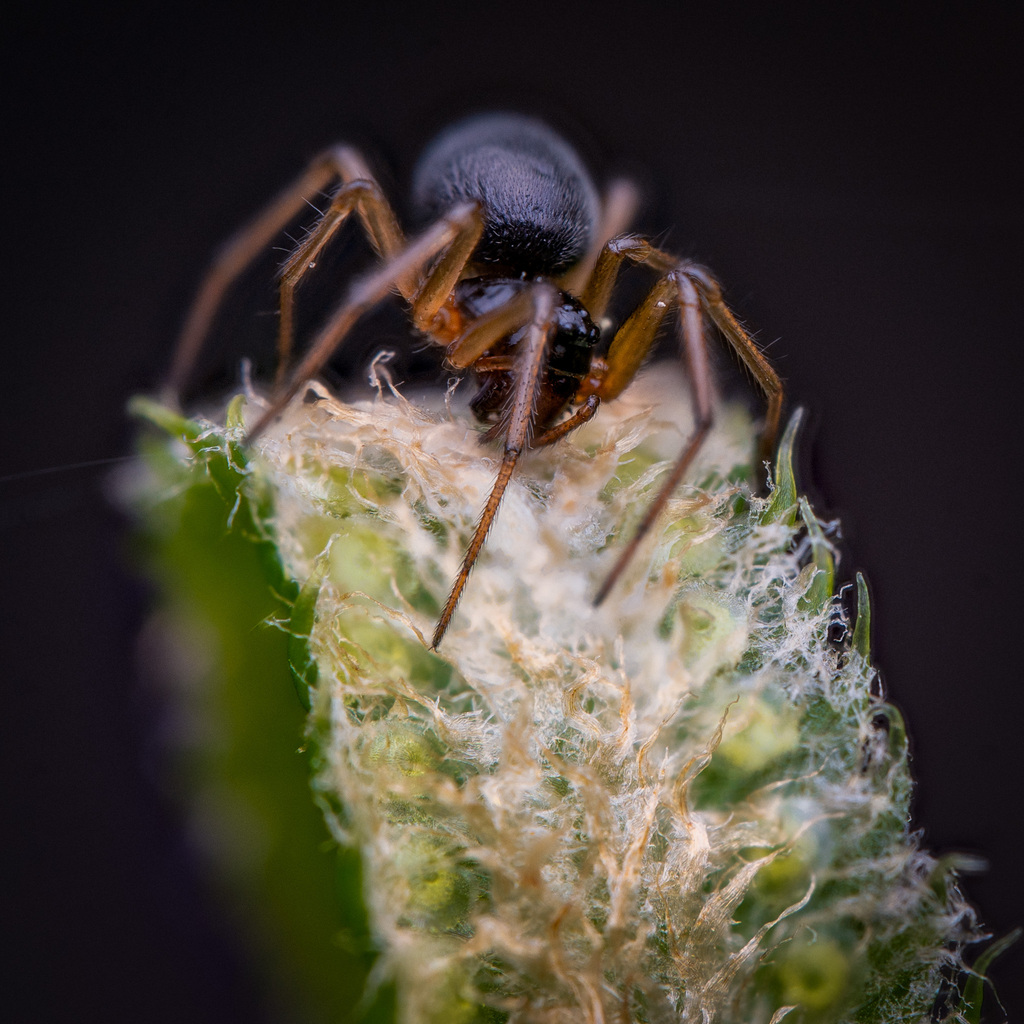 Dwarf Spiders in May 2024 by Claus Giloi · iNaturalist