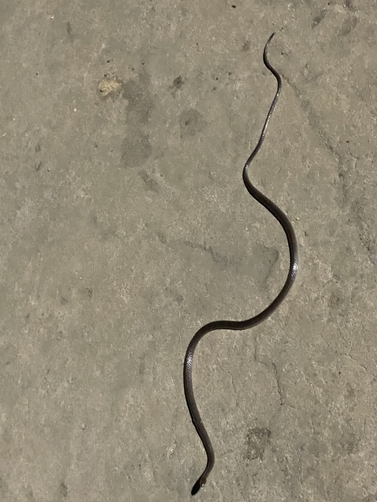 Roatán Longtail Snake in May 2024 by ebworld · iNaturalist