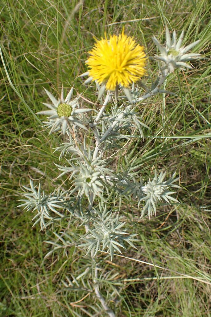 Lobed African Thistle from Tweefontein, Ogies, Nkangala District ...
