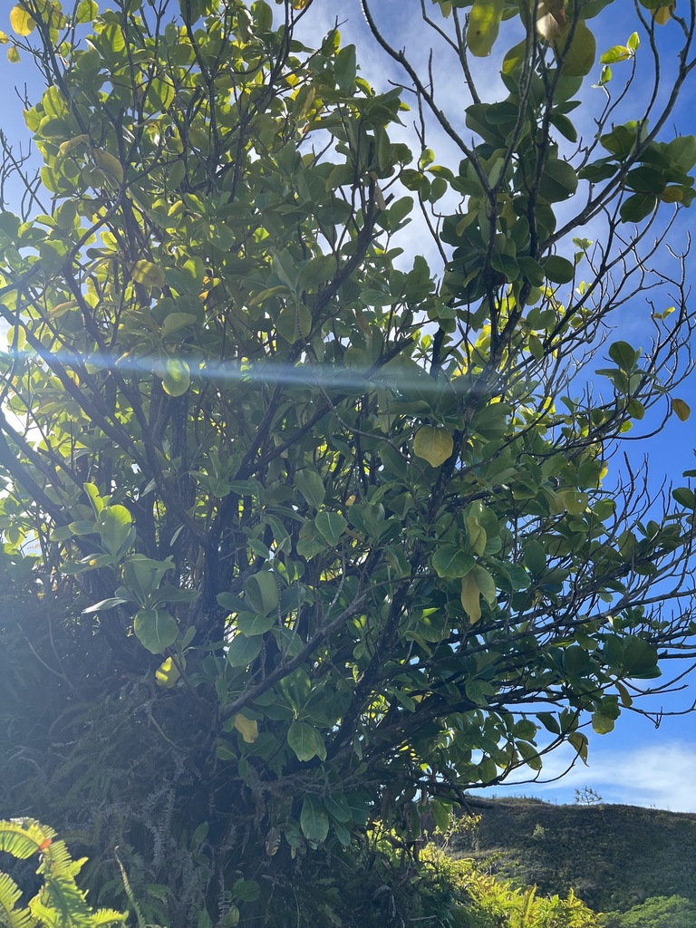 gentian family from Babeldaob, Palau, PW on February 25, 2024 at 03:38 ...