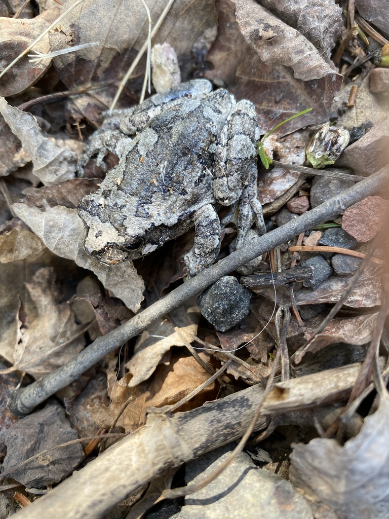 Gray Treefrog from Superior National Forest, Lutsen, MN, US on May 11 ...