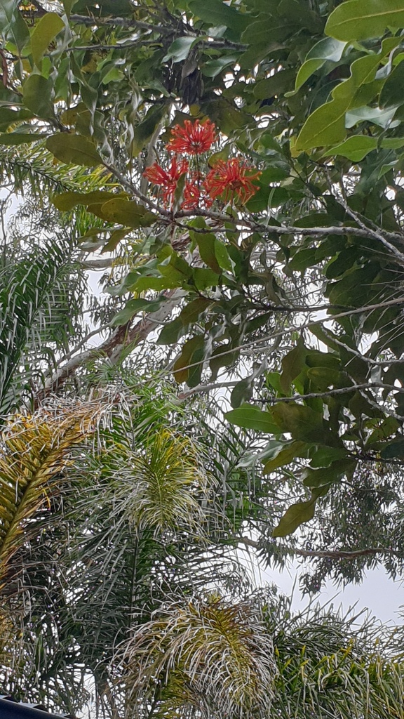 Firewheel tree from Forster - Tuncurry NSW 2428, Australia on May 15 ...