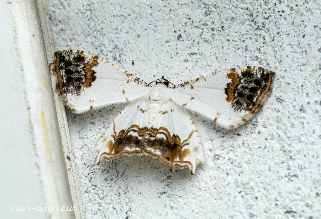 Epiplema apicalis from Darjeeling town, Gandhi Road, Darjeeling, West ...