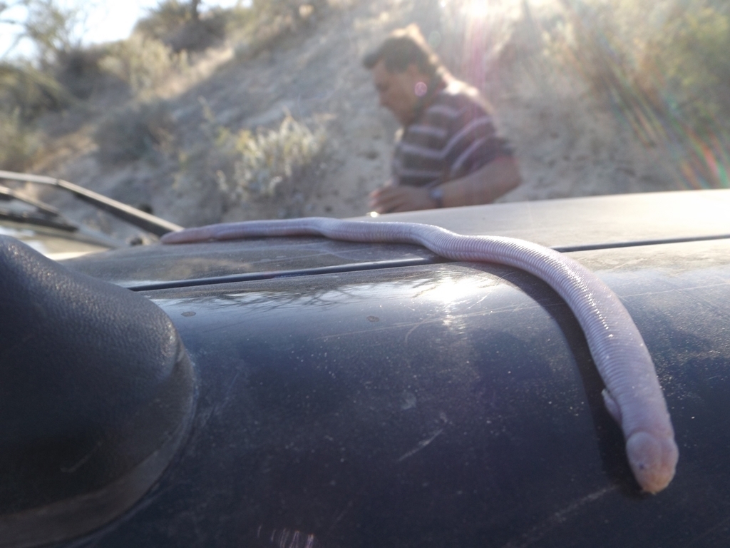 Five-toed Worm Lizard from Mulegé, B.C.S., México on February 26, 2014 ...