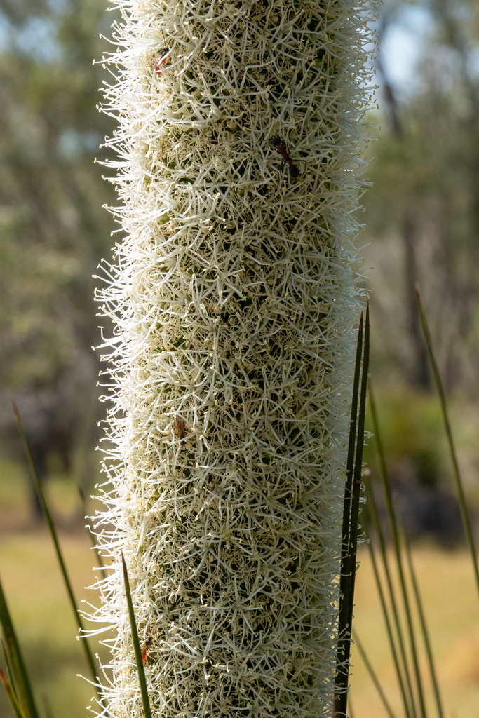 Balga in November 2023 by Euan Moore · iNaturalist