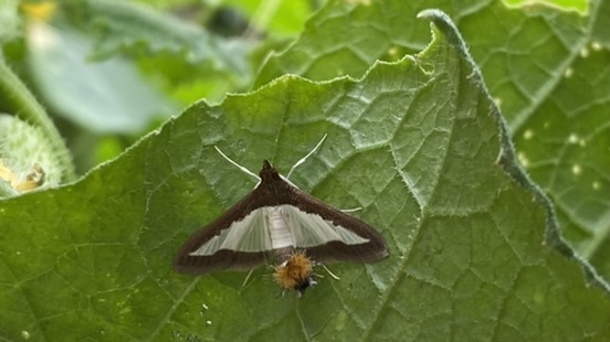 Cucumber Moth from 307台灣新竹縣芎林鄉文山路288號 on May 14, 2024 at 02:32 PM by ...