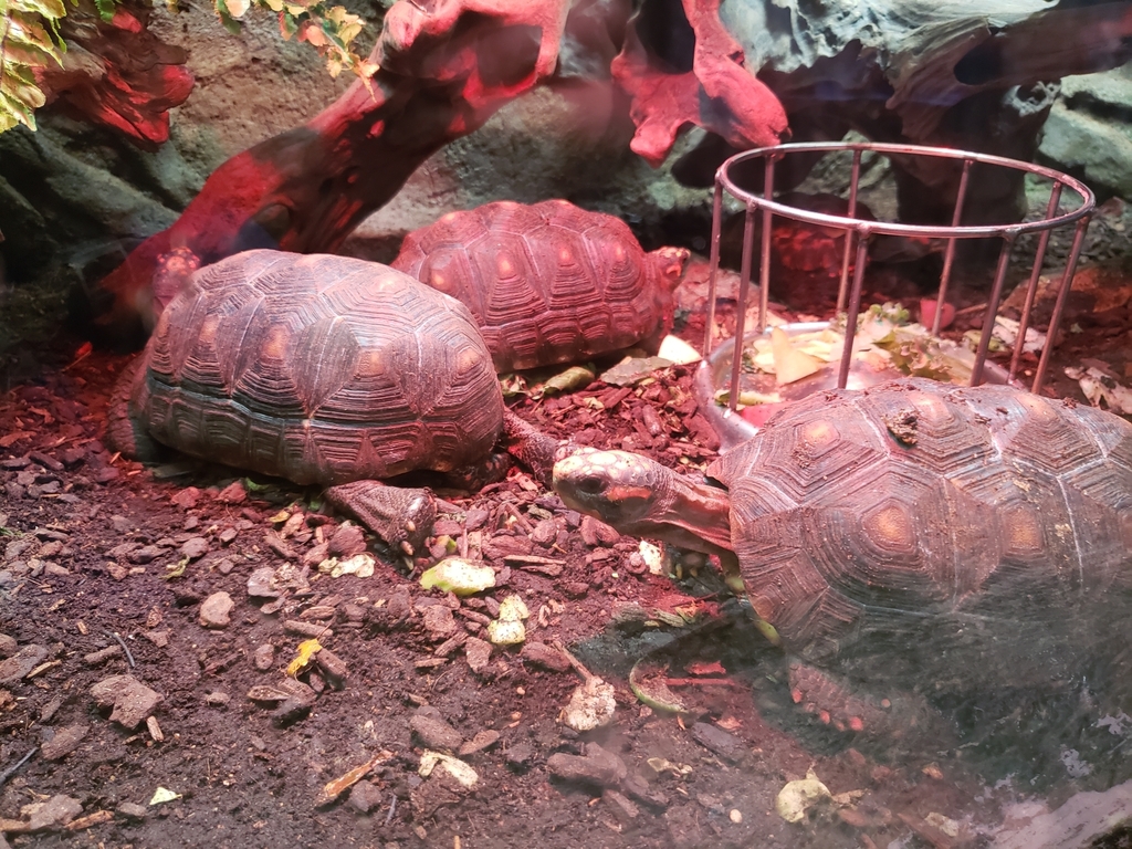 Red-footed Tortoise from 香港海洋公園 on May 15, 2024 at 11:41 AM by 彭皓希 ...