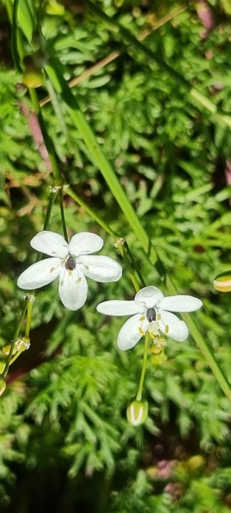 Drought Spookasem from Overberg, ZA-WC, ZA on May 12, 2024 at 02:15 PM ...