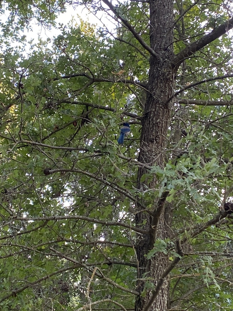 California Scrub-Jay from South Branch Pleasant Grove Creek, Roseville ...