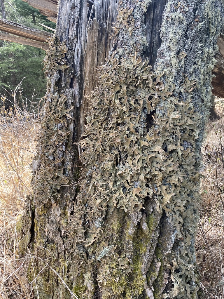 Tree Lungwort from Big Lakes County, AB, CA on May 14, 2024 at 11:56 AM ...