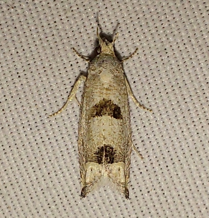 Sunflower Bud Moth from Fort Sumner, NM 88119, USA on May 13, 2024 at ...