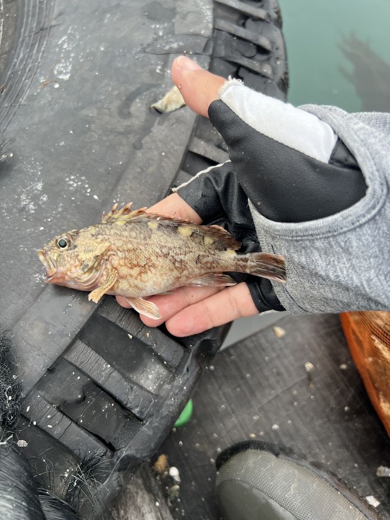 False Kelpfish from 东海, CN on April 13, 2024 at 10:21 AM by bfbd6789 ...