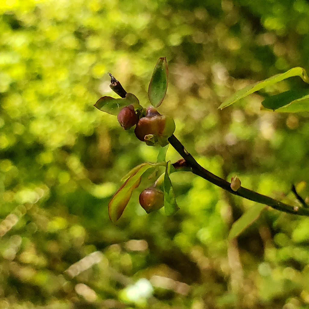 Red Huckleberry from Little River Trail, Clallam, WA, USA on May 11 ...
