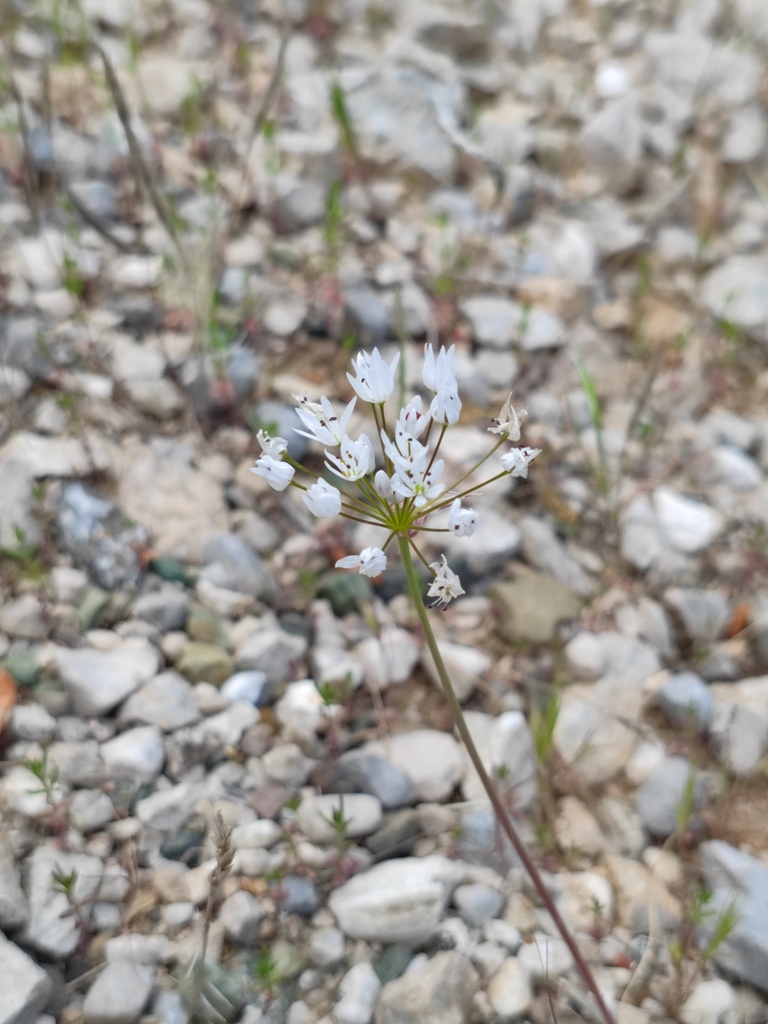 Hairy Garlic from Kemer, Antalya, Turkey on April 12, 2024 at 04:55 PM ...