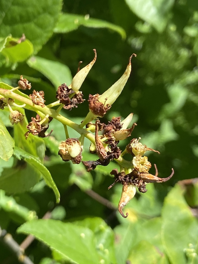 Taphrina confusa from Howard Buford Recreation Area, Eugene, OR, US on ...