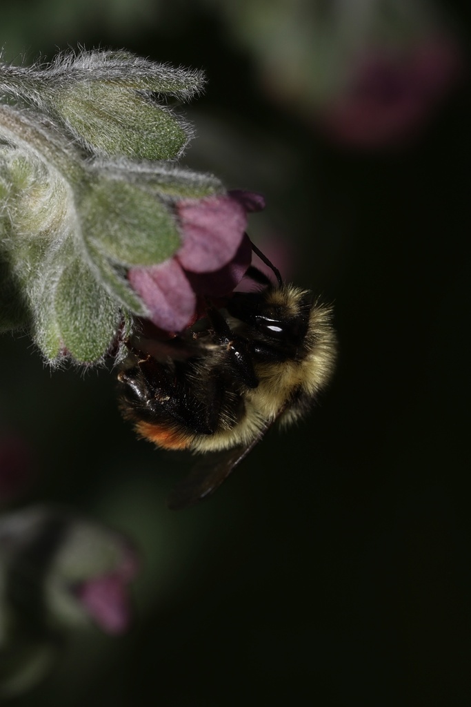 Pyrobombus from W Cameron St, Dayton, WA, US on May 14, 2024 at 05:01 ...
