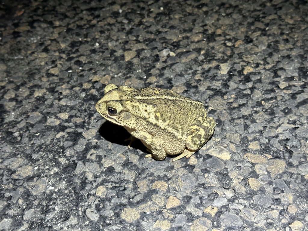 Gulf Coast Toad from FM-2449, Ponder, TX, US on May 14, 2024 at 10:30 ...