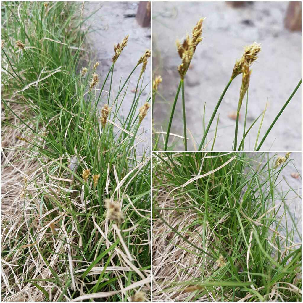 Needleleaf sedge from BZD - 13 khoroo, Ulaanbaatar, Mongolia on May 15 ...