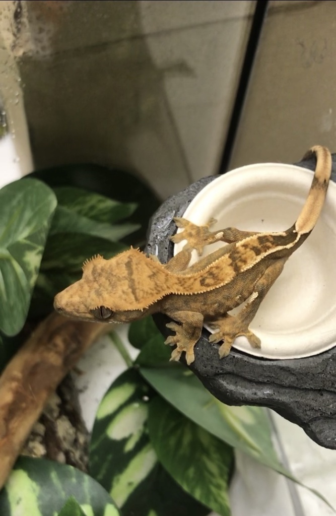 Crested Giant Gecko on June 2, 2020 at 05:46 PM by marci_hadsall ...