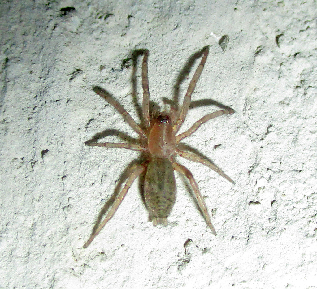 Stone Spiders from Serowe on May 15, 2024 by Botswanabugs. attracted to ...