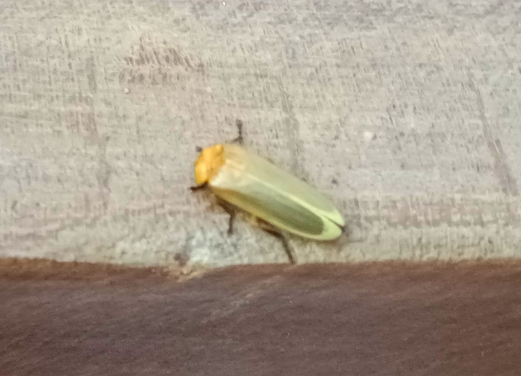 Flashing Fireflies from 364F+8PF, Papathi Chola, Suryanelli, Kerala ...